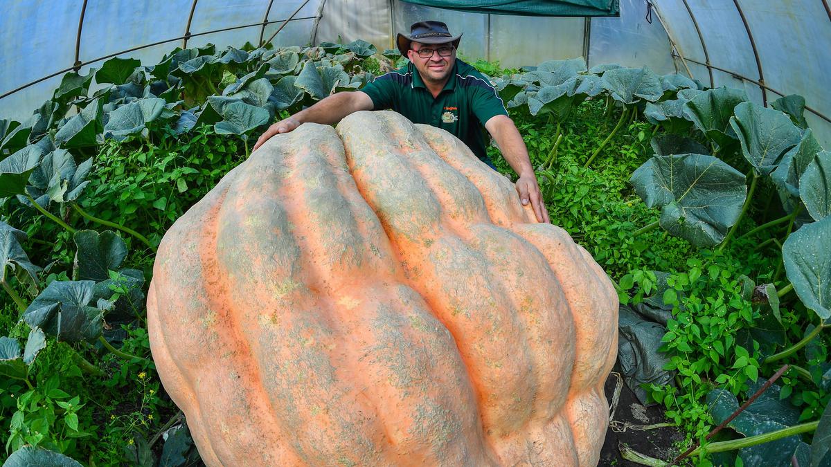 Wow, Petani Ini Miliki Labu Raksasa Seberat 550 Kg - Foto Liputan6.com