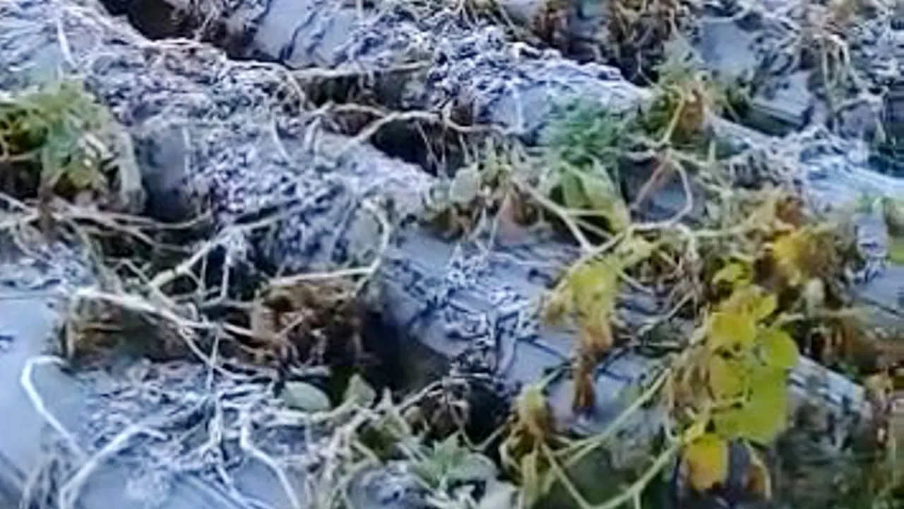 Nestapa Petani di Balik Indahnya Fenomena Embun Es Dieng - Regional ...