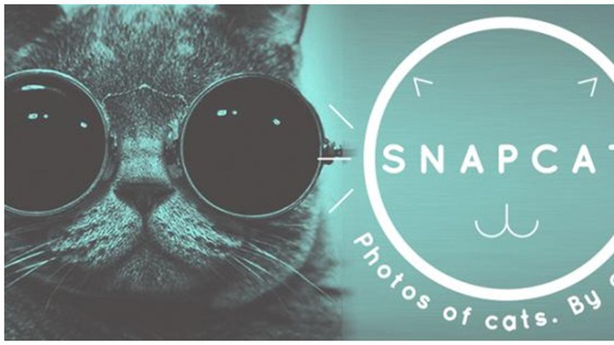 Snapcat, Kini Kucing Juga Bisa Ikut Narsis - Lifestyle Fimela.com
