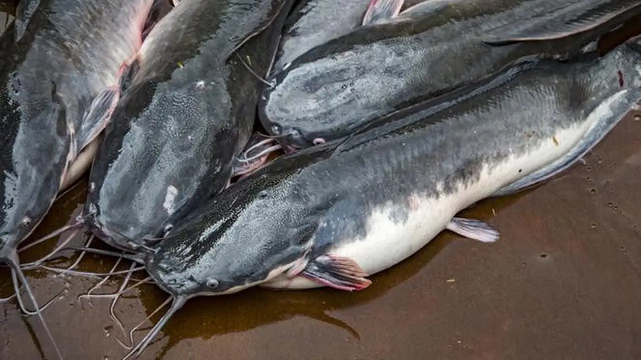 10 Jenis Lele Budidaya di Indonesia, Ketahui Ciri-Cirinya - Hot ...