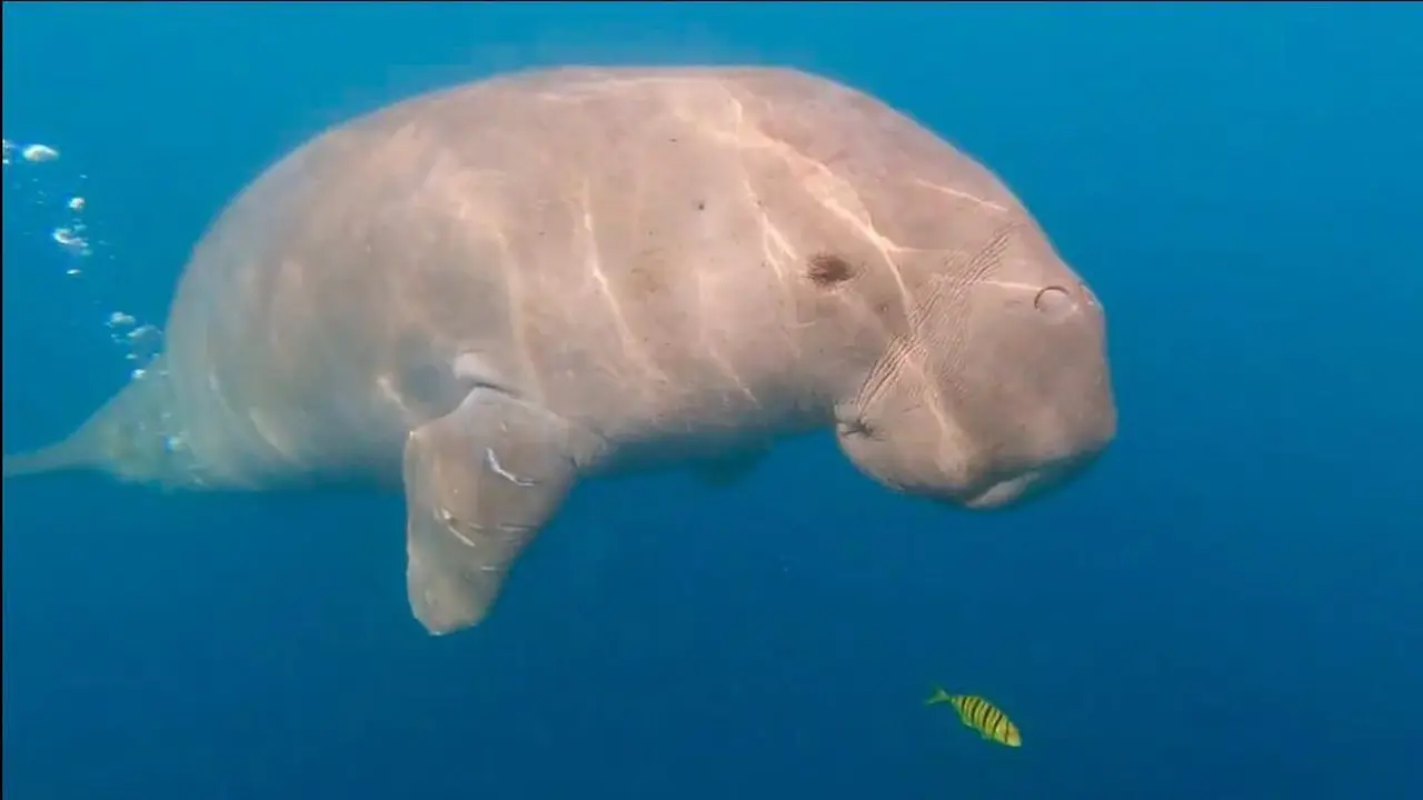 Perkenalkan Mawar, Dugong Jantan Ramah yang Jadi Ikon Wisata Alor NTT ...