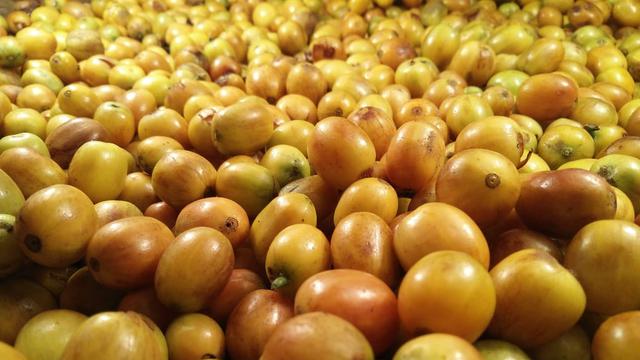 Hangatnya Seduhan Kopi Kuning Garut yang Sedang Naik Daun - Regional ...