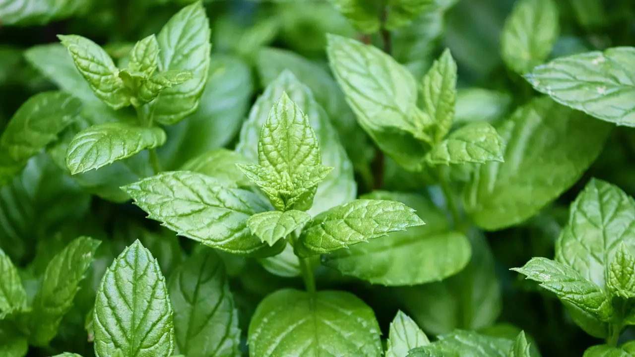 8 Manfaat Minyak Peppermint untuk Kesehatan yang Jarang Diketahui - Hot ...