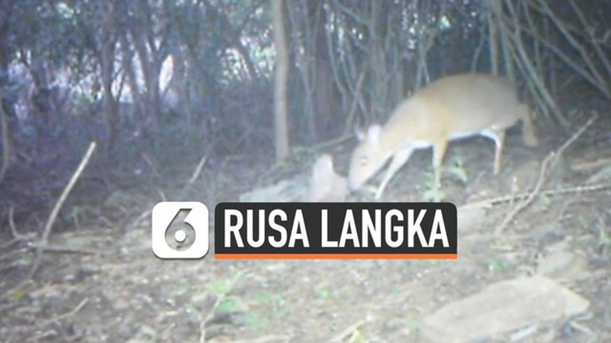 VIDEO: Dikira Punah, Rusa Tikus Ditemukan Setelah Hilang 30 Tahun Lalu ...