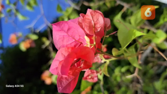 Unboxing dan Kesan Pertama Menjajal Samsung Galaxy A54 5G: Bawa Nuansa Flagship di Kelas Mid ...