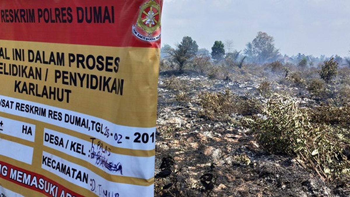 Polda Riau Tetapkan Tersangka Perusahaan Pembakar Lahan di Siak - Regional Liputan6.com
