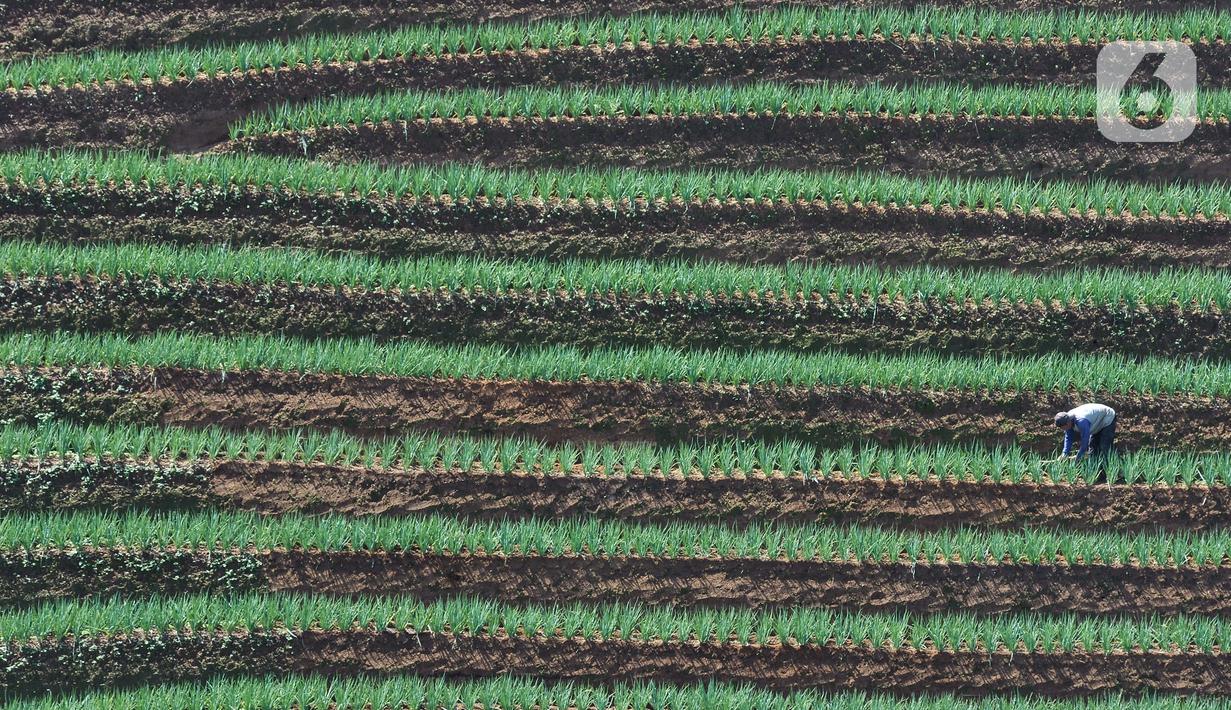 FOTO: Pertanian Bawang Merah Berkonsep Terasering di Majalengka - Foto ...