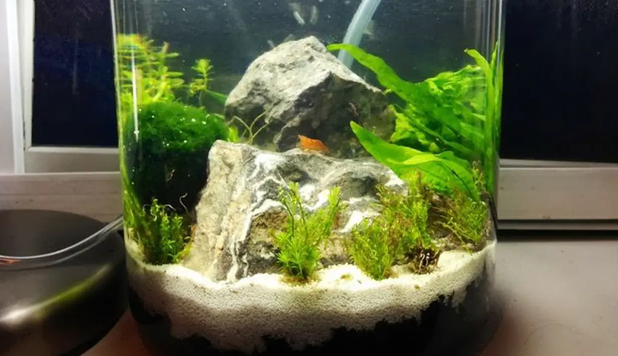 10 Ide Akuarium Cantik untuk Ruangan Sempit - Photo Fimela.com