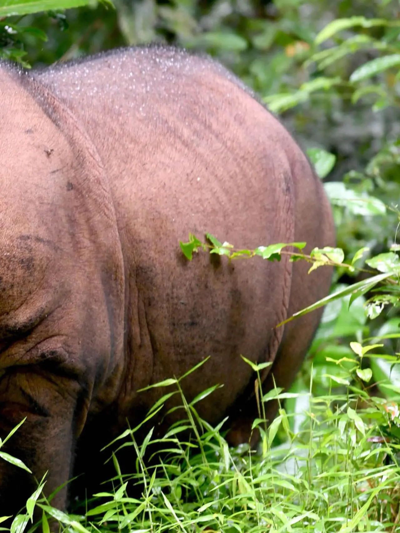 Temuan Ilmuwan Stockholm Ini Memberi Harapan Hidup Bagi Populasi Badak ...