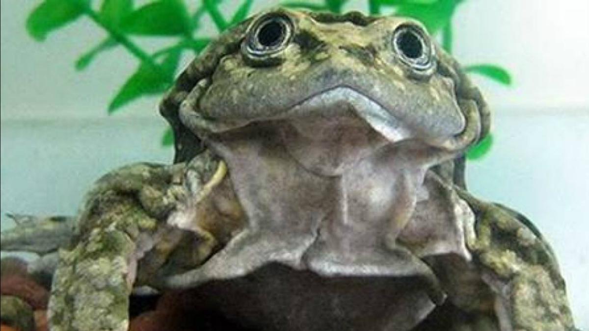 10 Ribu Katak Mati Misterius di Peru - Global Liputan6.com