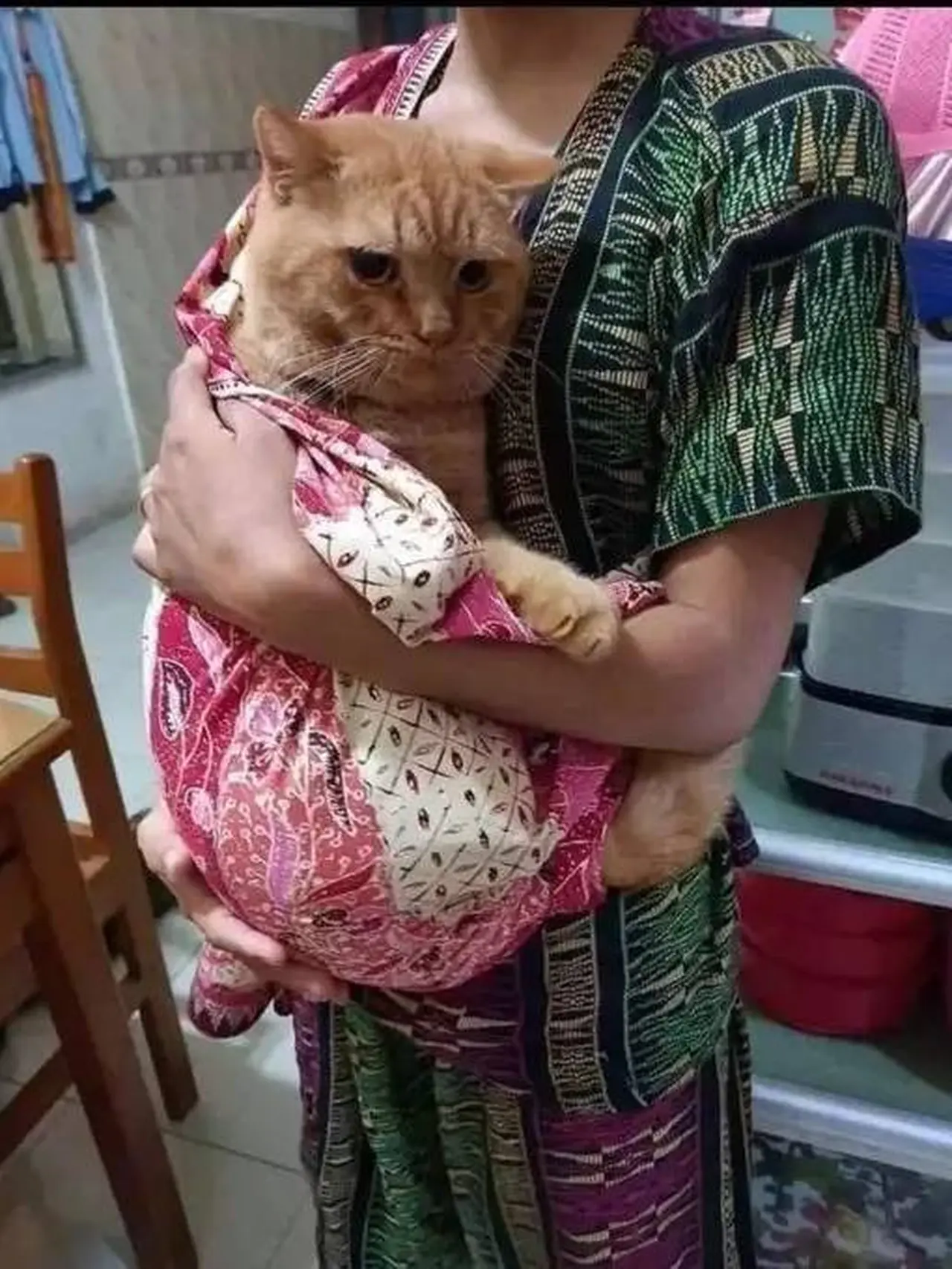 10 Potret Lucu Kucing saat Digendong, Ada yang Dipeluk Hingga Pakai ...