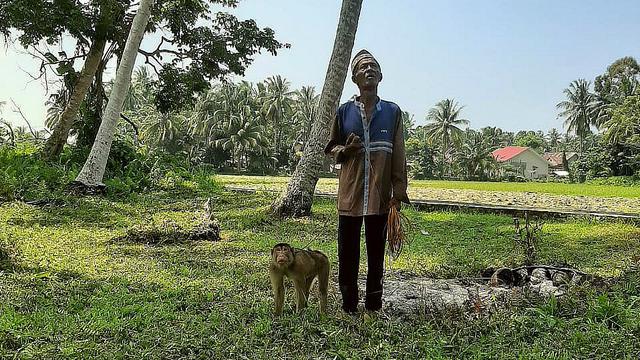 Daya Tarik Unik Desa Wisata Apar, Punya Sekolah Tinggi Ilmu Beruk ...