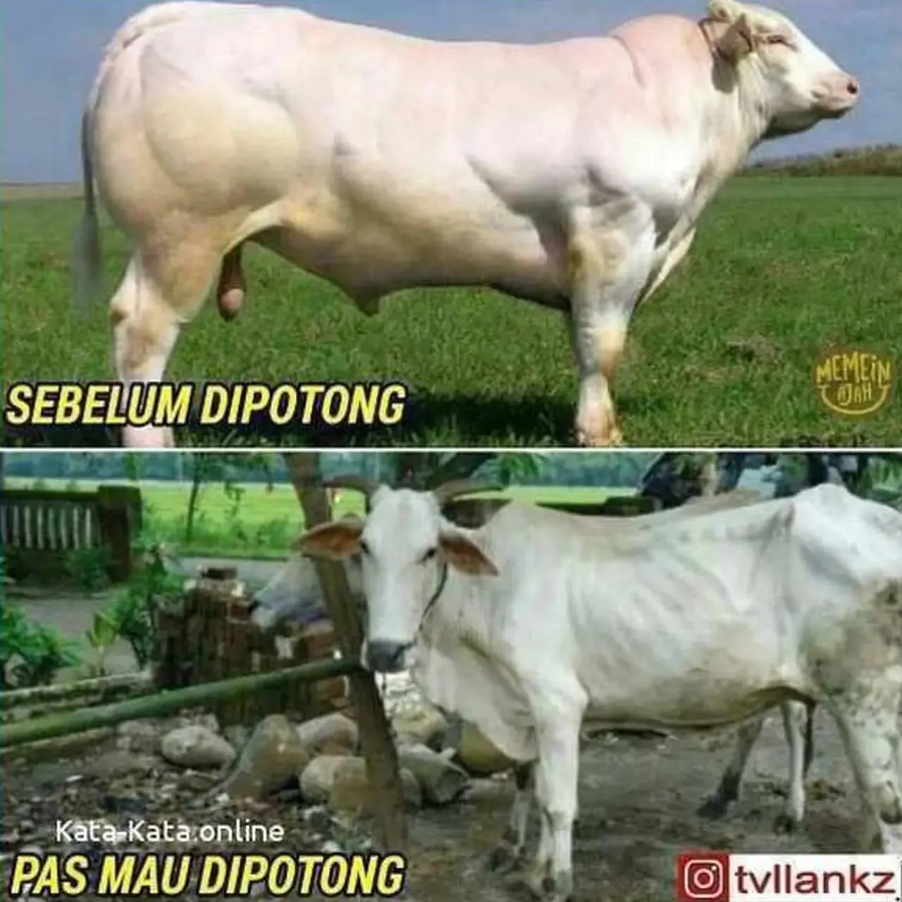 12 Meme Kurban Idul Adha Lucu, Menyamar Untuk Menghindari Nasib - Hot ...