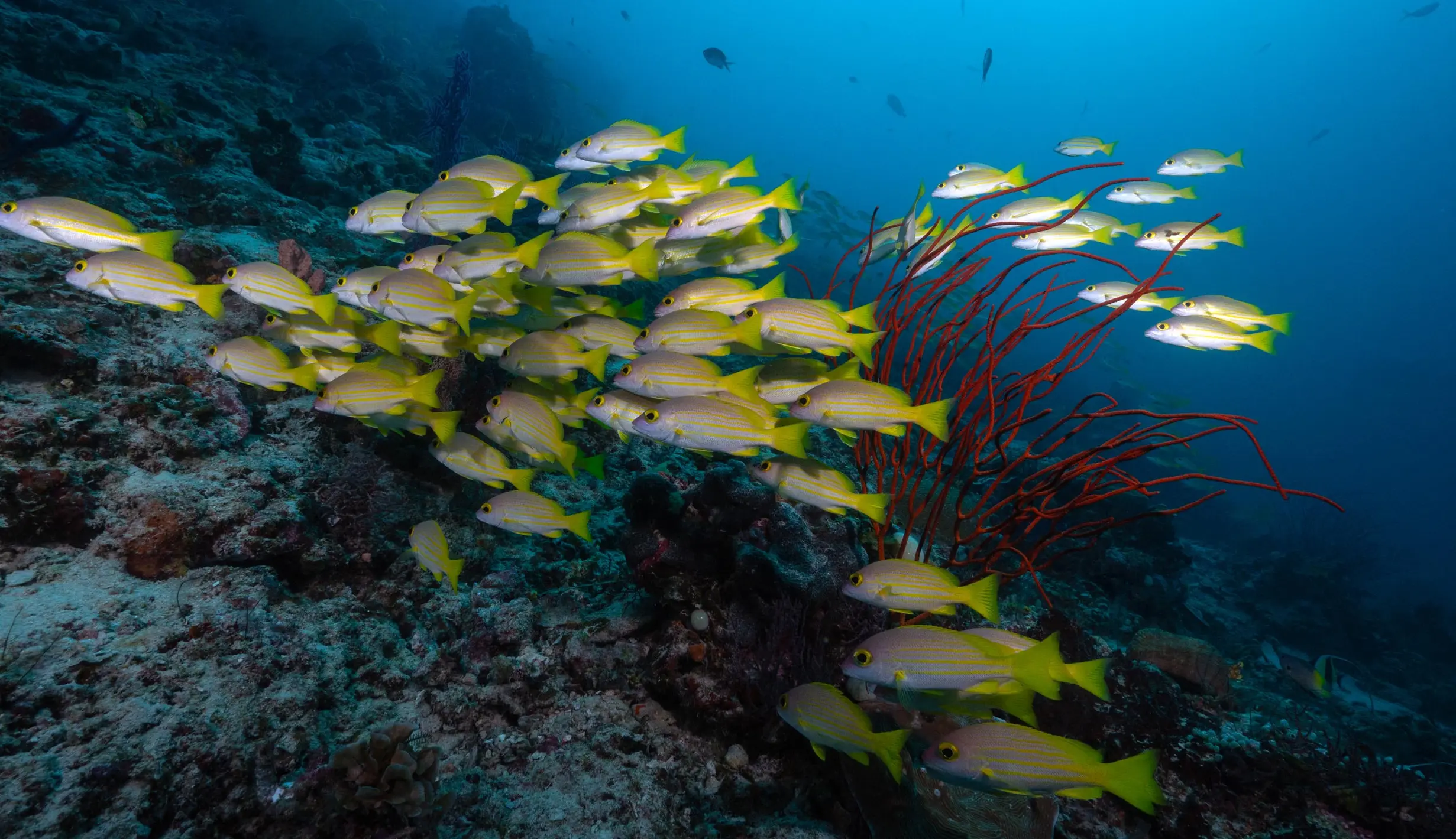 Menikmati Keindahan Bawah Laut Raja Ampat yang Tiada Tara - Foto ...