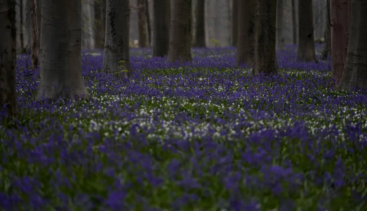 Musim Semi Selimuti Hutan di Belgia dengan Bunga-bunga Biru - Foto ...