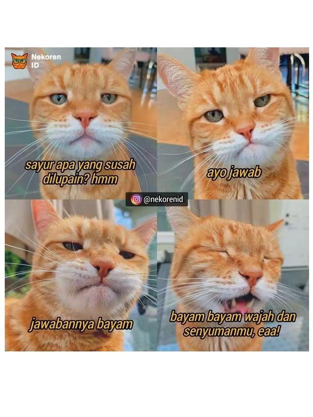 6 Meme Gambar Kucing Ini Bikin Ketawa Lepas, Ubah Sedih Jadi Senyum ...