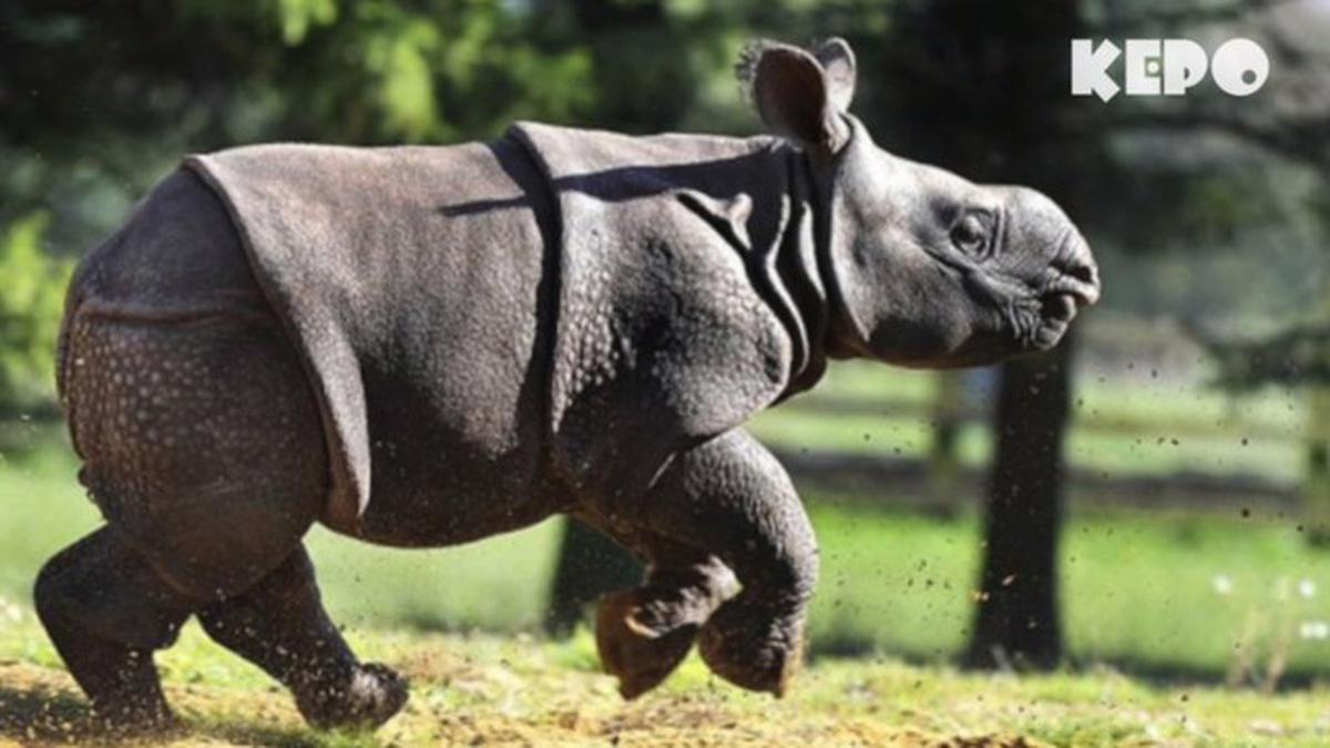 KEPO: Para Hewan Ini Mendapat Perlakuan Kontroversial dari Manusia ...