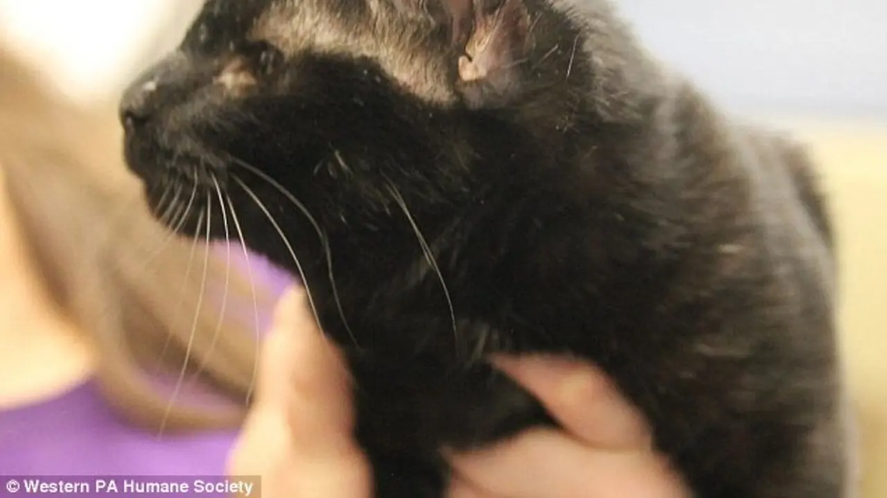 Kucing 'Batman' Pemilik 4 Telinga - Global Liputan6.com