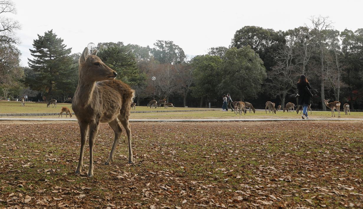 FOTO: Mengunjungi Kota Penuh Rusa di Jepang - Foto Liputan6.com