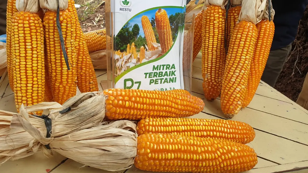 Kehebatan Jagung Raja Hibrida R7 Bertahan Hidup di Tengah Lereng Bukit ...