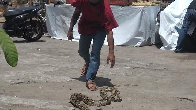 Membongkar Mitos dan Fakta Ular di Kampung Ular - Regional Liputan6.com