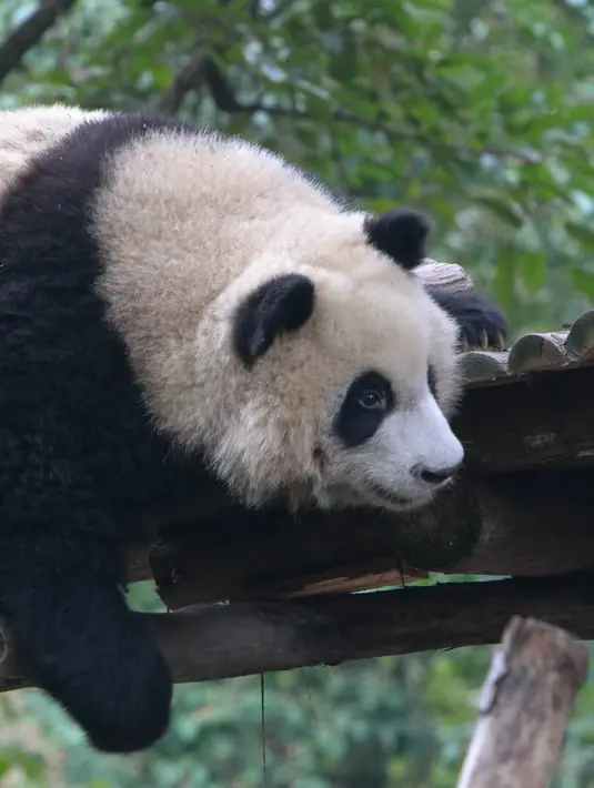 FOTO: Peringatan Hari Panda Internasional di Chengdu - Foto Liputan6.com