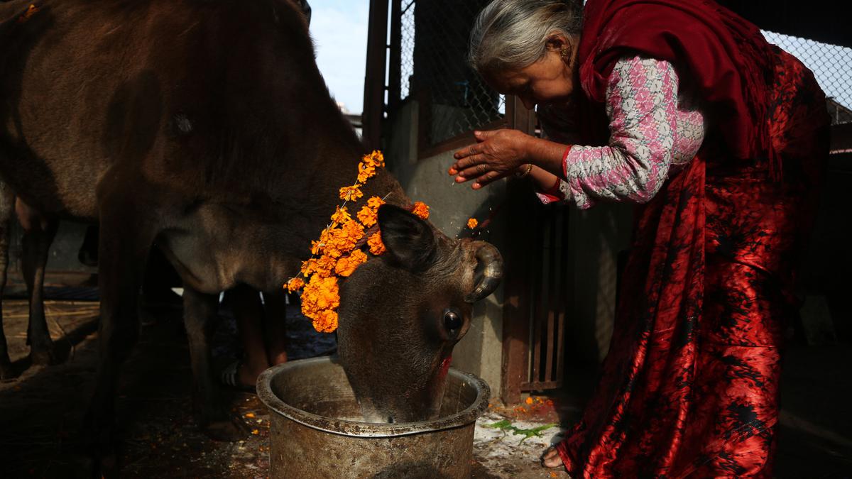 FOTO: Sapi Disembah dalam Festival di Nepal - Foto Liputan6.com