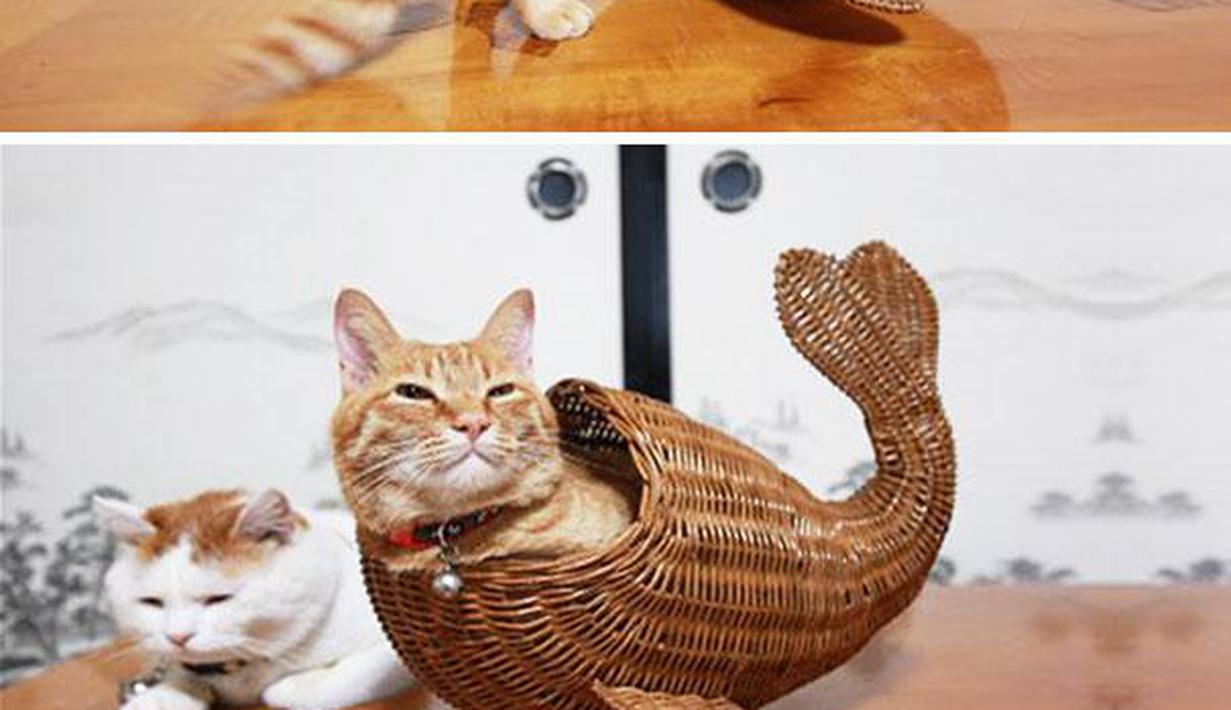 Foto Kucing Dalam Kardus Akan Membuat Anda Lebih Senang Hari Ini ...