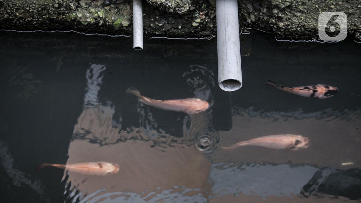 17 Jenis Ikan Air Tawar yang Tahan Air Keran dan Cepat Besar, Paling ...