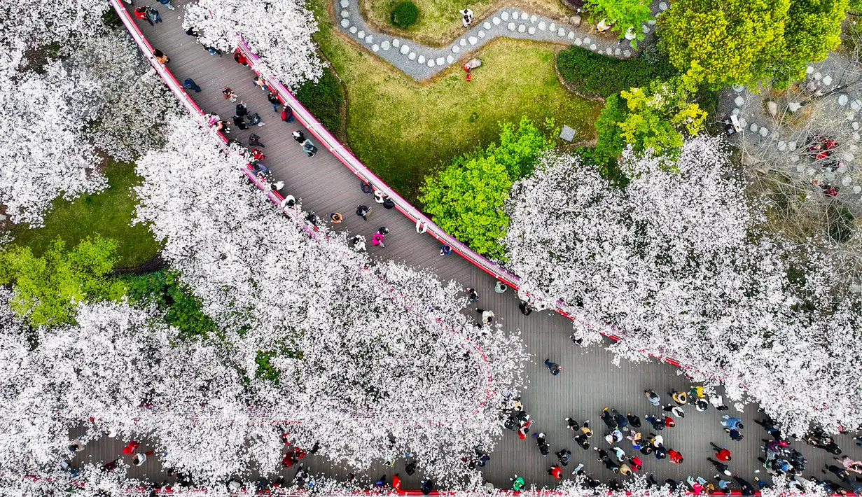 Menikmati Keindahan Warna-warni Bunga Sakura Bermekaran di China - Foto ...