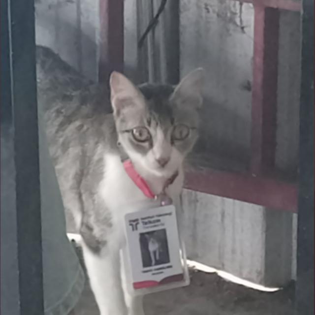 6 Potret Kucing Jadi 'Karyawan' Ini Menggemaskan, Ekspresinya Lucu ...