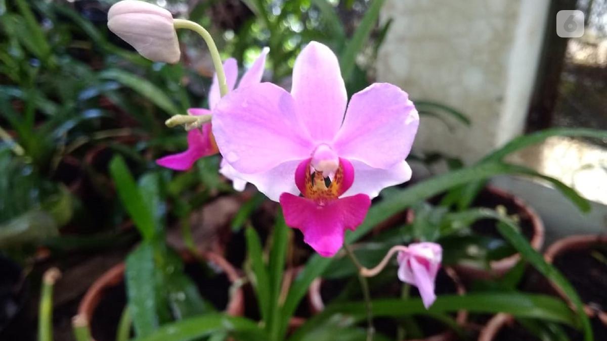 Surabaya Bakal Punya Tempat Wisata Baru Kebun Anggrek - Surabaya ...