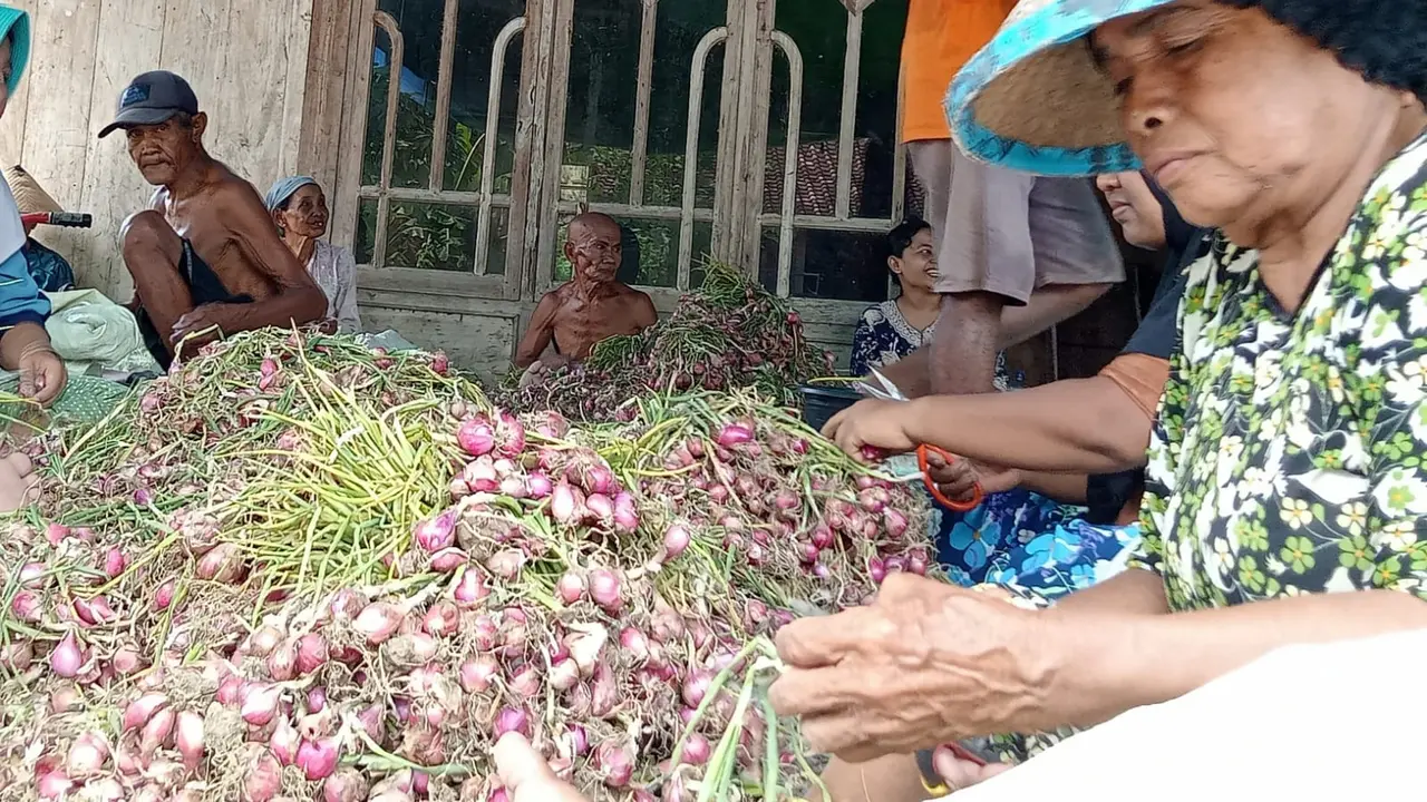 Senjakala Buruh 'Mrotol' Bawang Merah di Demak