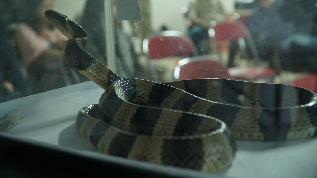 8 Bulan Terakhir, 10 Orang di Jabar Meninggal Dunia Digigit Ular ...