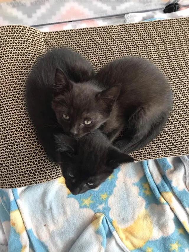 6 Potret Dua Kucing Beraksi Bentuk Love Ini Menggemaskan, Momen Langka
