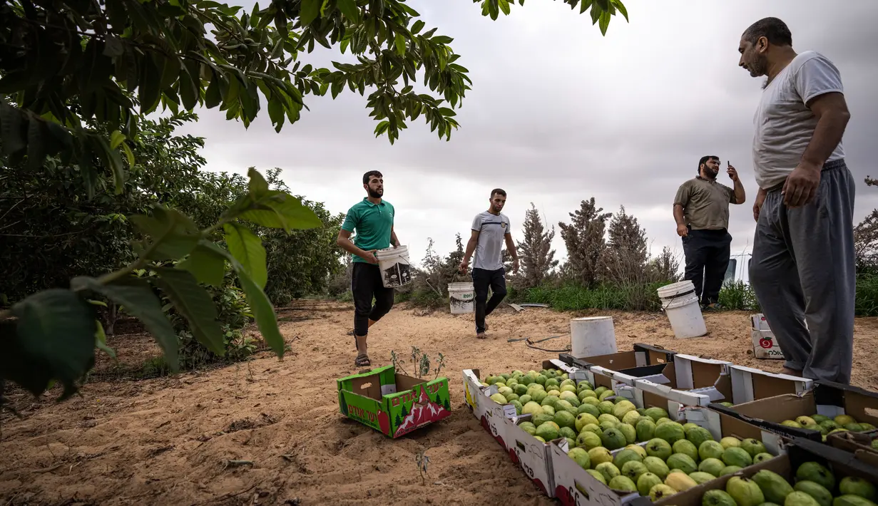 Melihat Panen Jambu Biji di Jalur Gaza Selatan - Foto Liputan6.com