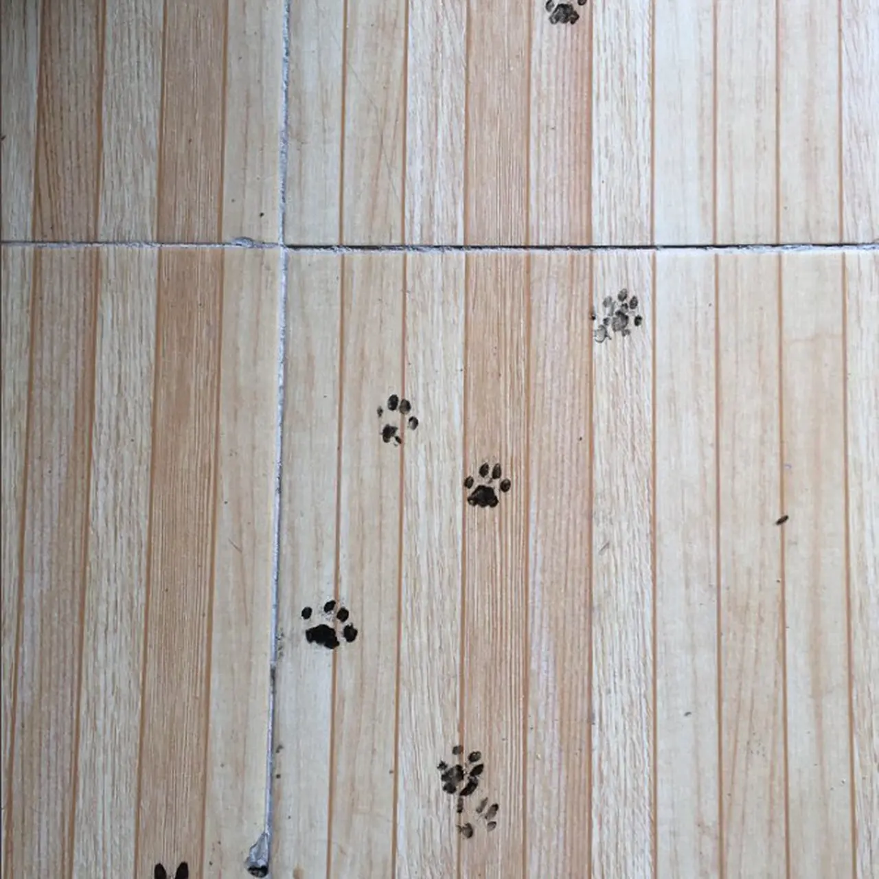 Banyak Tingkah, 6 Potret Jejak Kaki Kucing di Lantai hingga Cor Kering ...