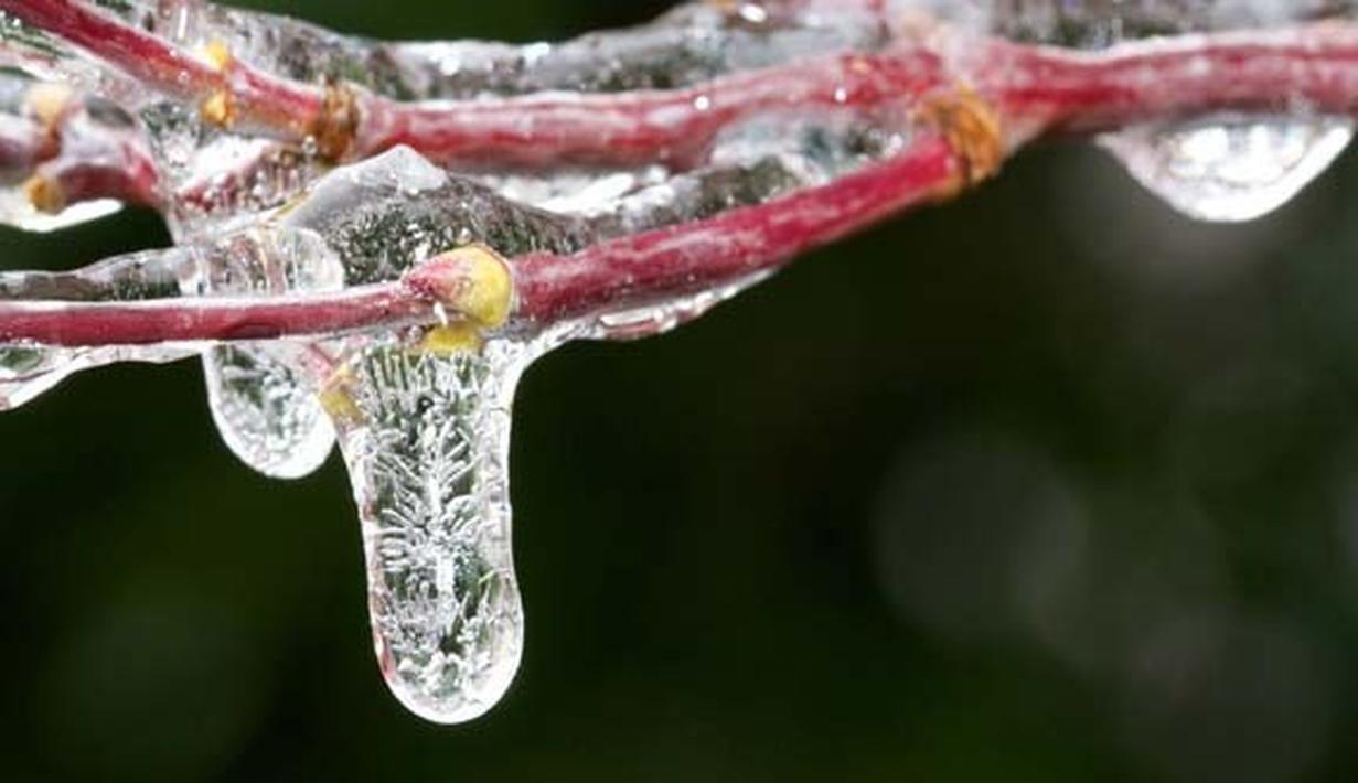Indahnya Badai Salju Membekukan Bunga-Bunga Cantik Ini - Photo Fimela.com