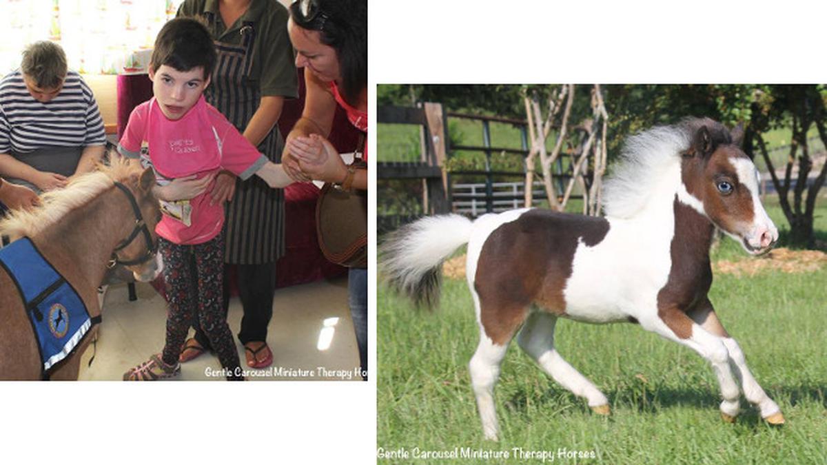 Kuda Mini, Hewan Terapi Super Menggemaskan - Global Liputan6.com