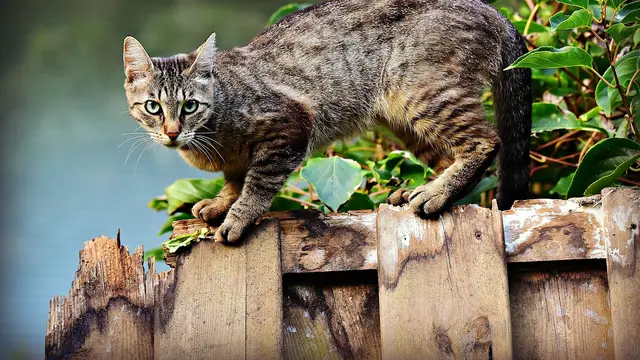 Kenali 5 Tipe Kepribadian Kucing Ini Agar Tak Menyesal Saat ...