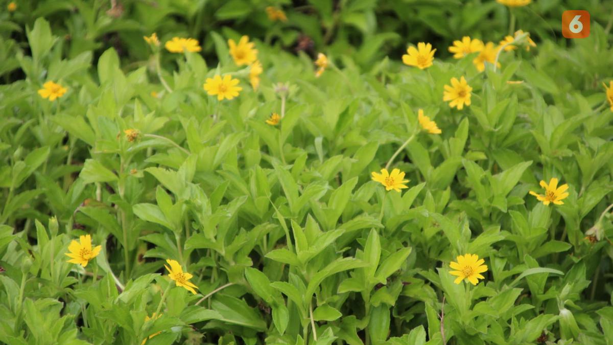 Mengenal Seruni Jalar di Gorontalo, Dianggap Tanaman Gulma Padahal ...