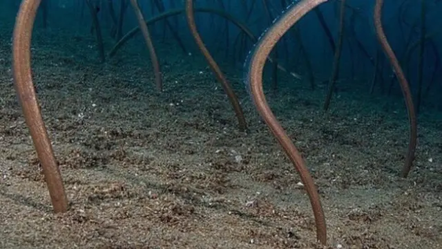 Takut Berlebihan Melihat Laut? Bisa Jadi Anda Mengidap Thalassophobia ...