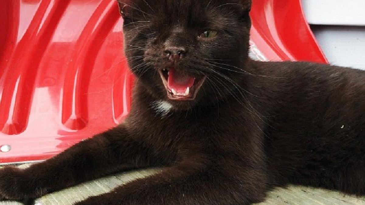 Wow, Kucing 'Bajak Laut' Ini Punya Banyak Penggemar - Lifestyle Fimela.com