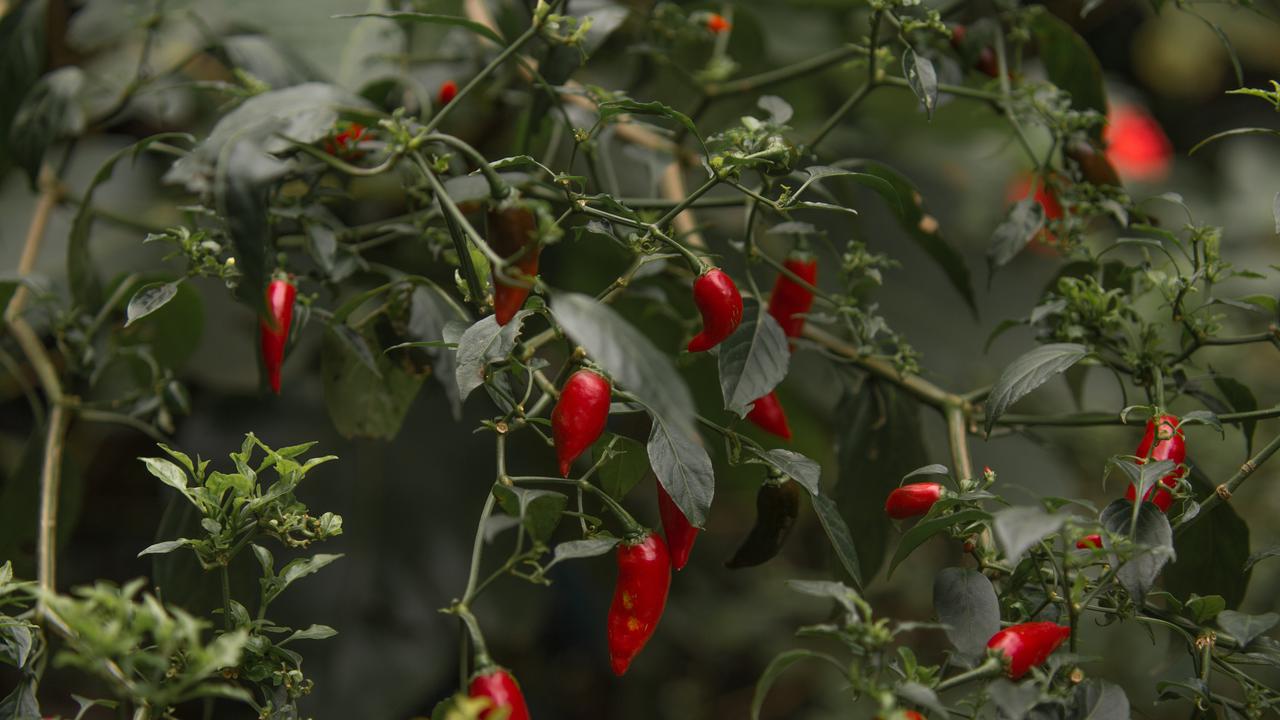 Jenis Cabai yang Paling Mudah Ditanam di Pot dan Cepat Panen