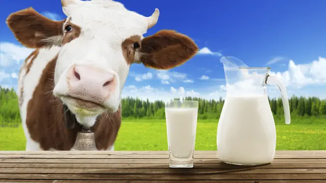 10 Negara Produsen Susu Terbesar di Dunia - Bisnis Liputan6.com