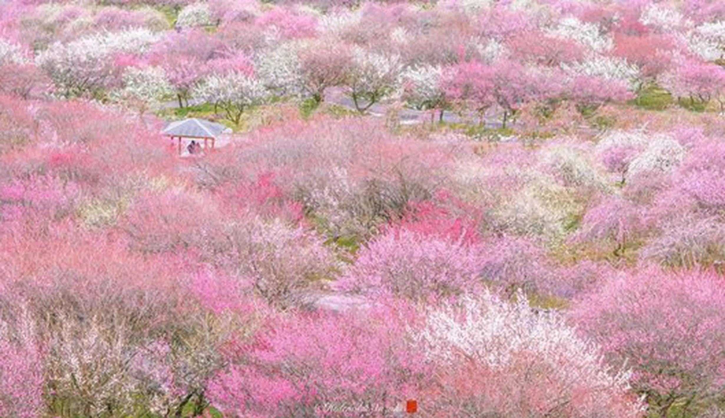 Pesona Mengagumkan Musim Semi Bunga Sakura Di Jepang