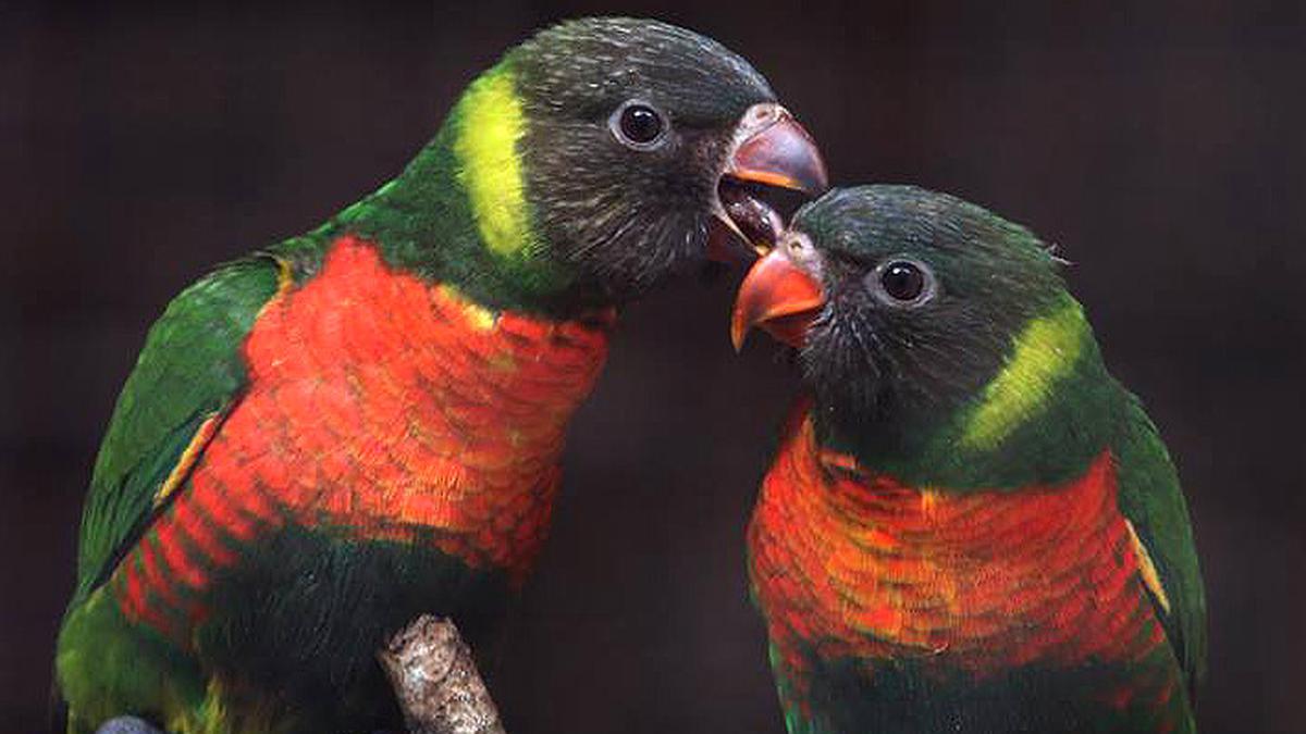 Top 3 Berita Hari Ini: 40 Burung Perkici Dada Merah Akhirnya Kembali ke ...