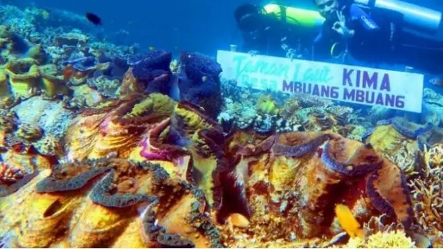 Mengenal Kima, Kerang Raksasa Penyelamat Laut Indonesia Terancam Punah - Regional Liputan6.com