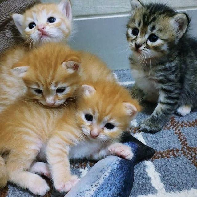 9 Alasan Induk Kucing Memakan Anaknya Sendiri Setelah Melahirkan ...