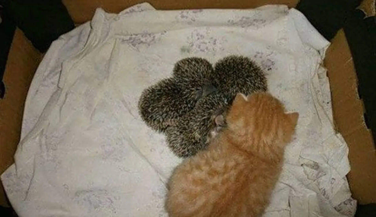 Potret Hangat Kucing Baik Hati Yang Rawat Anak Landak - Photo Fimela.com